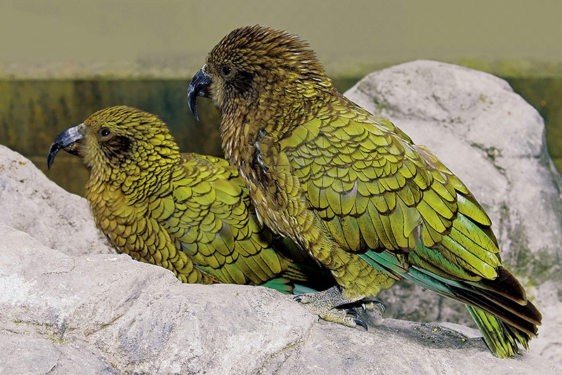 New Zealand Native Wildlife